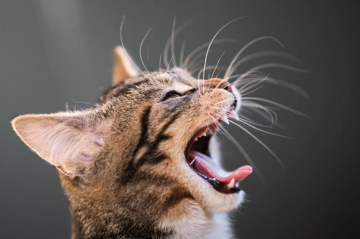 Gato con botas : un pelo de preocupación, información para el cuidado ...