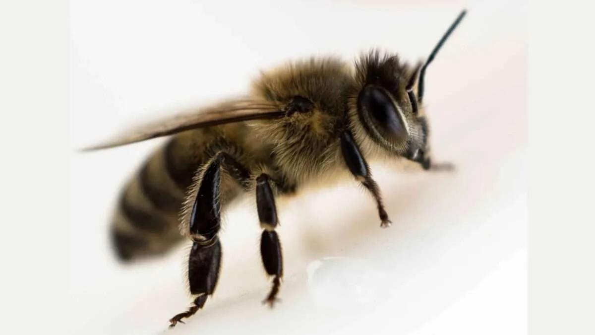 Anatomía interna de las patas de las abejas | Bucanero Calzados